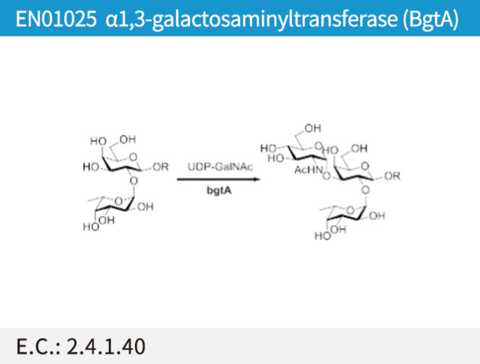 α1,3-Galactosaminyltransferase (BgTA) Enzyme | Glycodepot