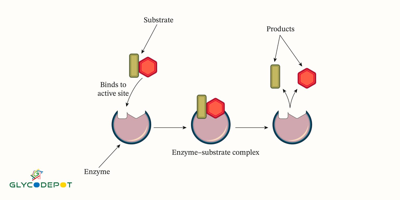 Enzyme Substrate Explained: Key Uses & Types | GlycoDepot